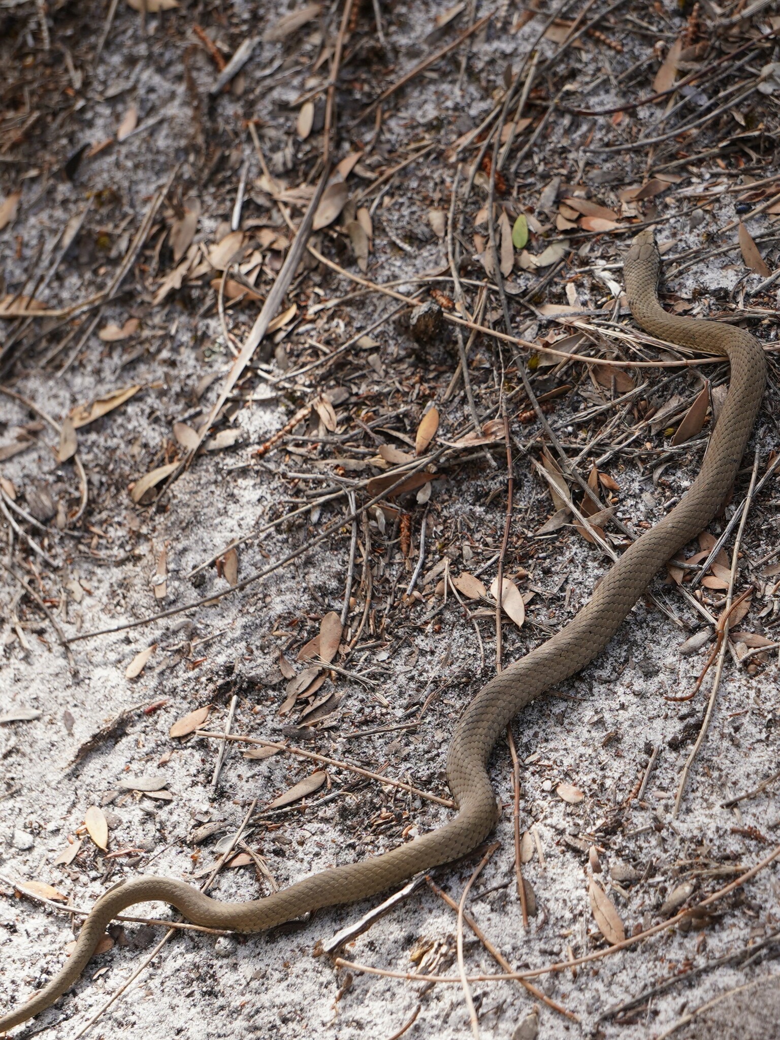 Drysdalia coronoides (Günther, 1858)