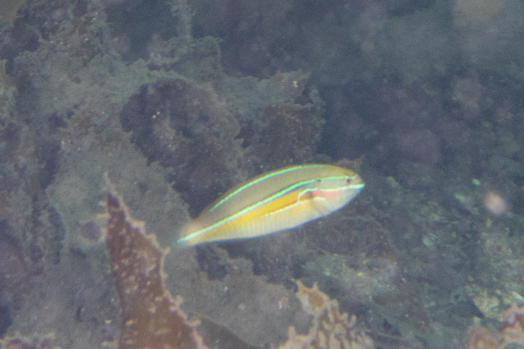Three-line Wrasse from Sydney NSW, Australia on March 13, 2023 at 01:59 ...