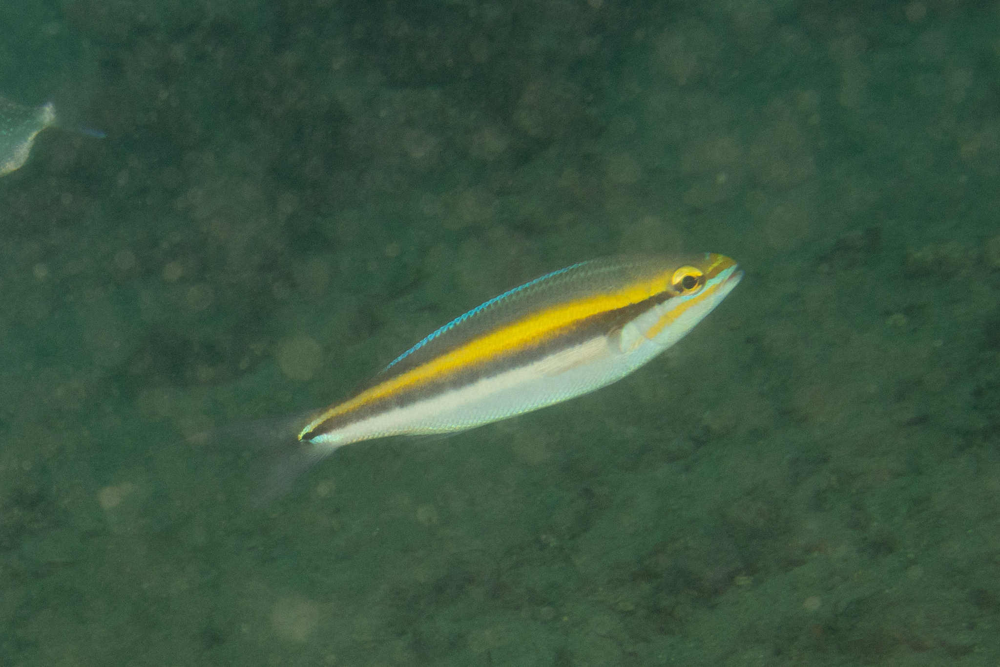 Pentapodus paradiseus (Günther, 1859)