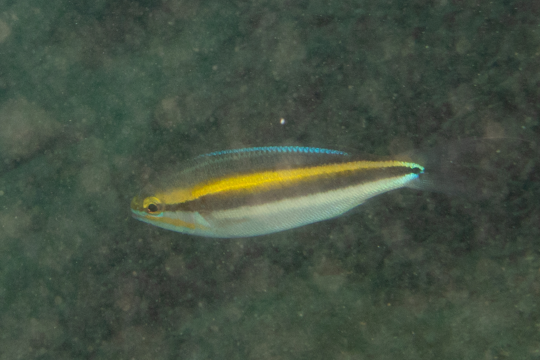 Pentapodus paradiseus (Günther, 1859)