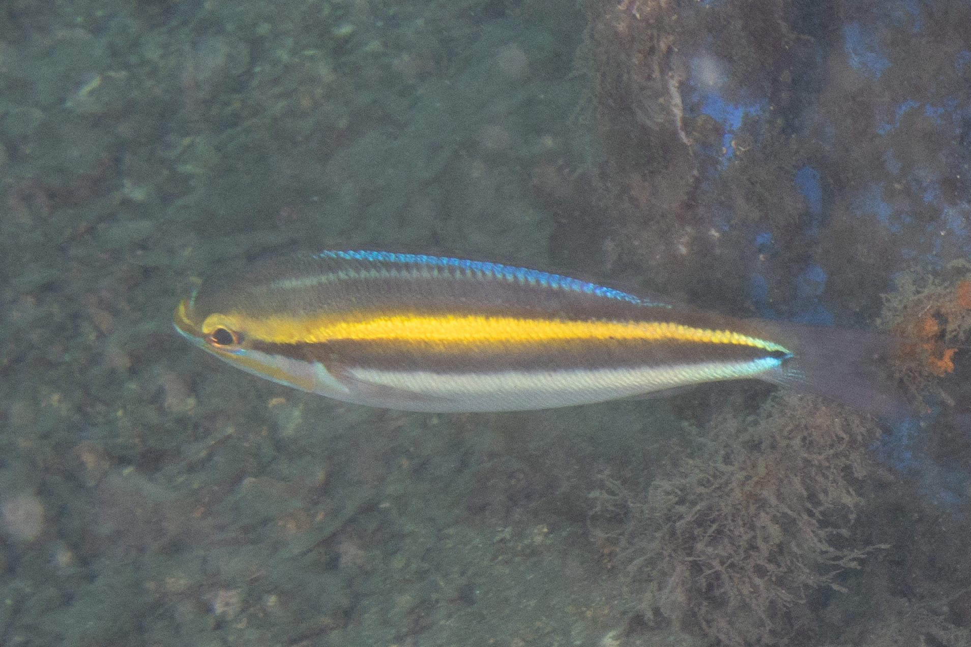 Pentapodus paradiseus (Günther, 1859)