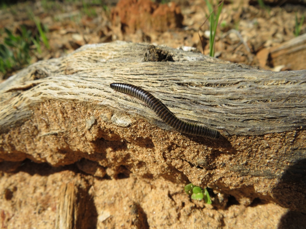 Ommatoiulus diplurus from Pinar Del Rey on March 12, 2023 at 12:45 PM ...