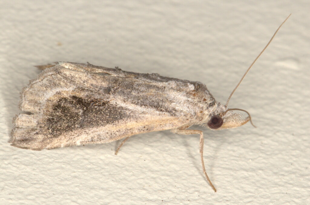 Proluta deflexa from Jordaanpark, Heidelberg - GP, 1441, South Africa ...