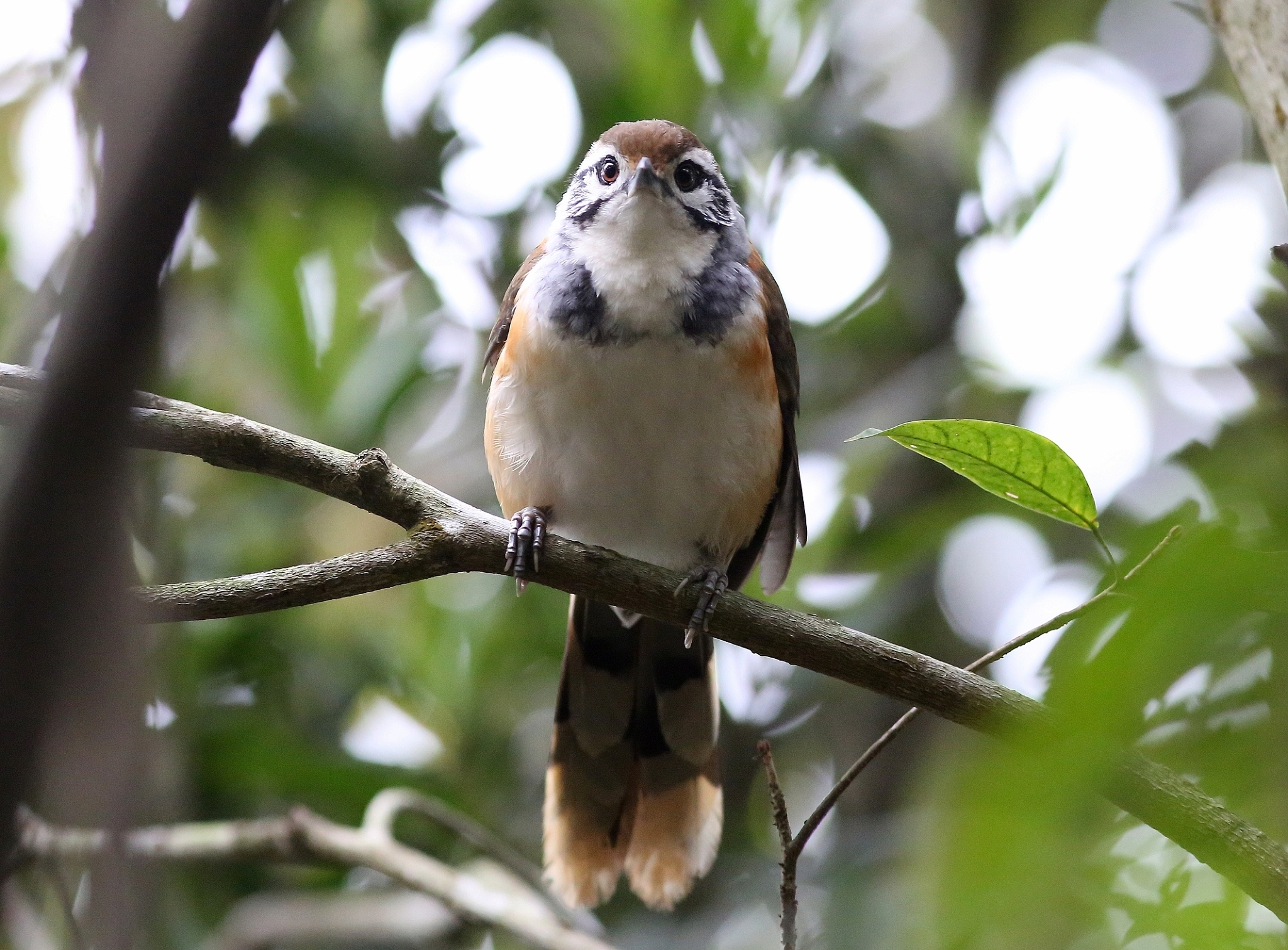 Garrulax pectoralis (Gould, 1836)