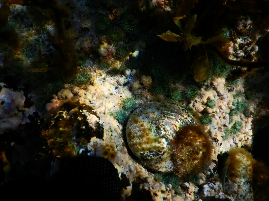 Roe's abalone from Marmion, AU-WA-JO, AU-WA, AU on February 21, 2022 at ...