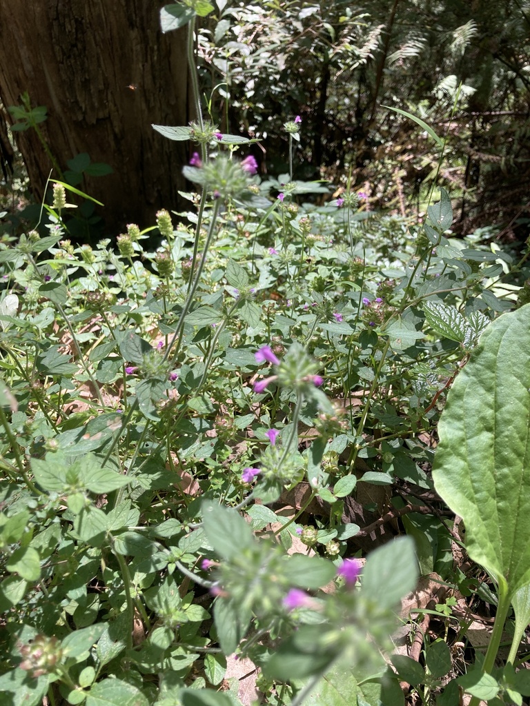 Wild Basil from East Ward, Toorongo, VIC, AU on February 19, 2023 at 03 ...