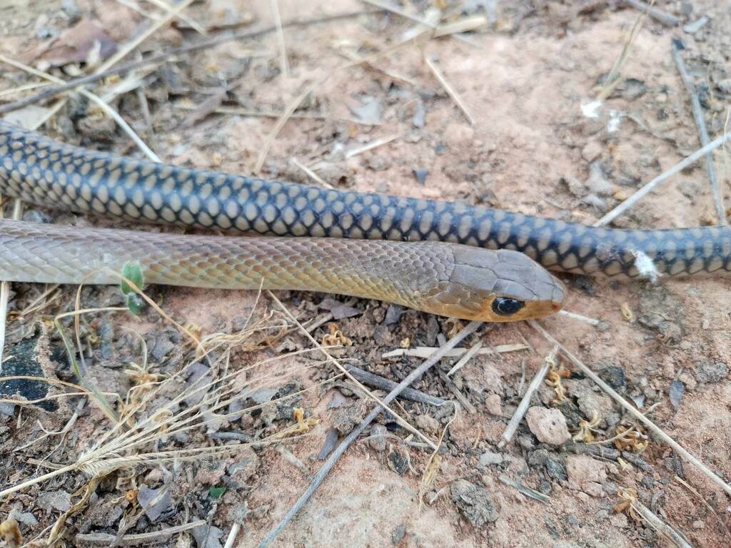 Indo-Chinese Rat Snake in March 2023 by meng6868 · iNaturalist