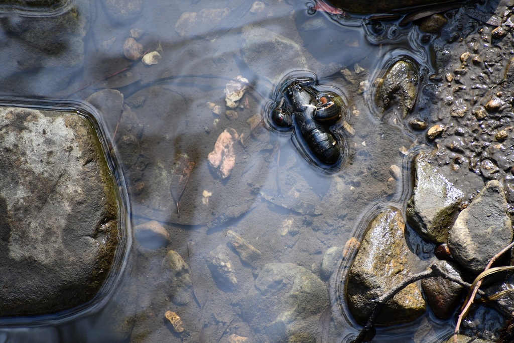 Common Yabby in March 2023 by colonelsanders501. Leech listed ...
