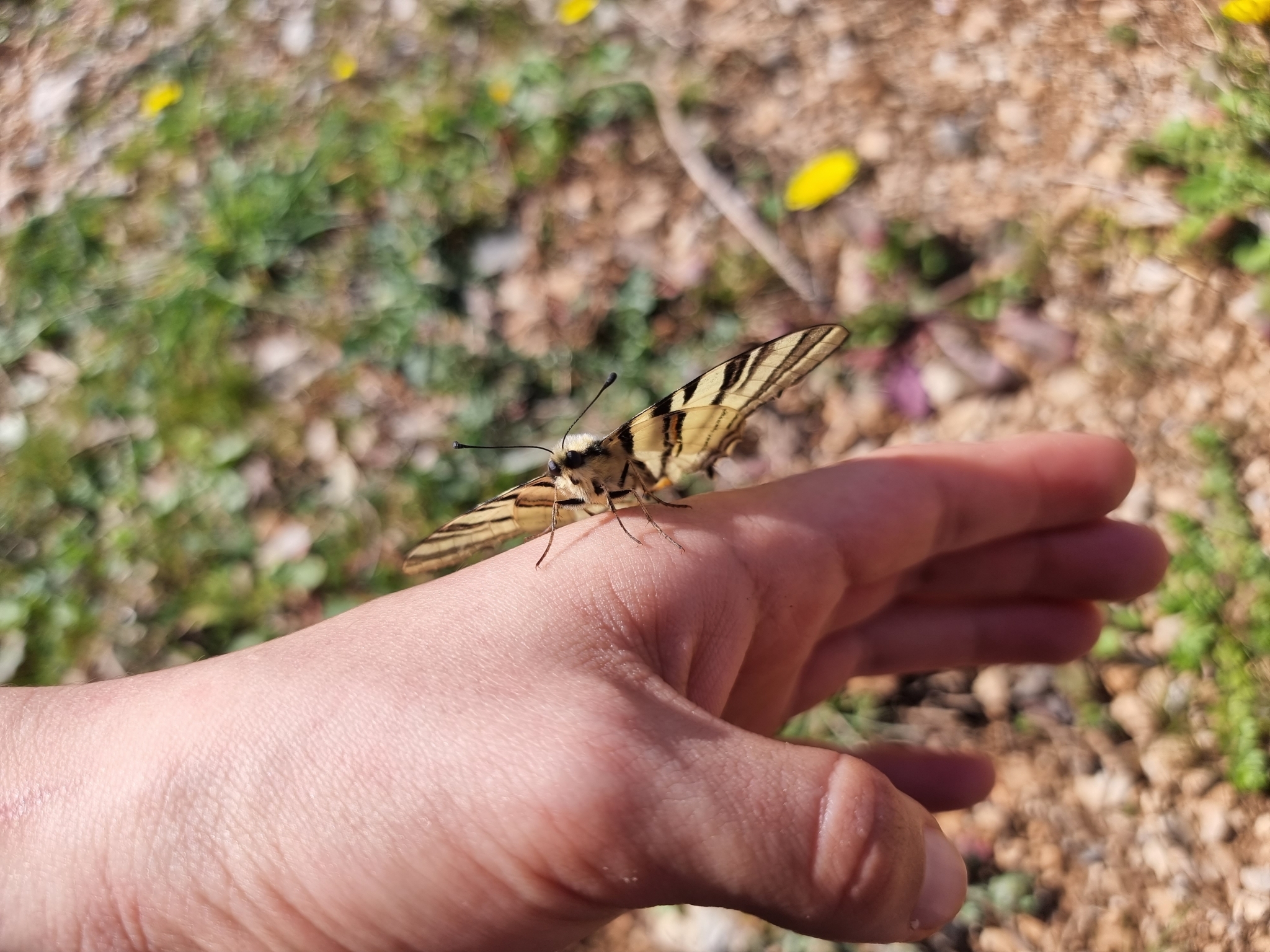 Iphiclides podalirius (Linnaeus, 1758)