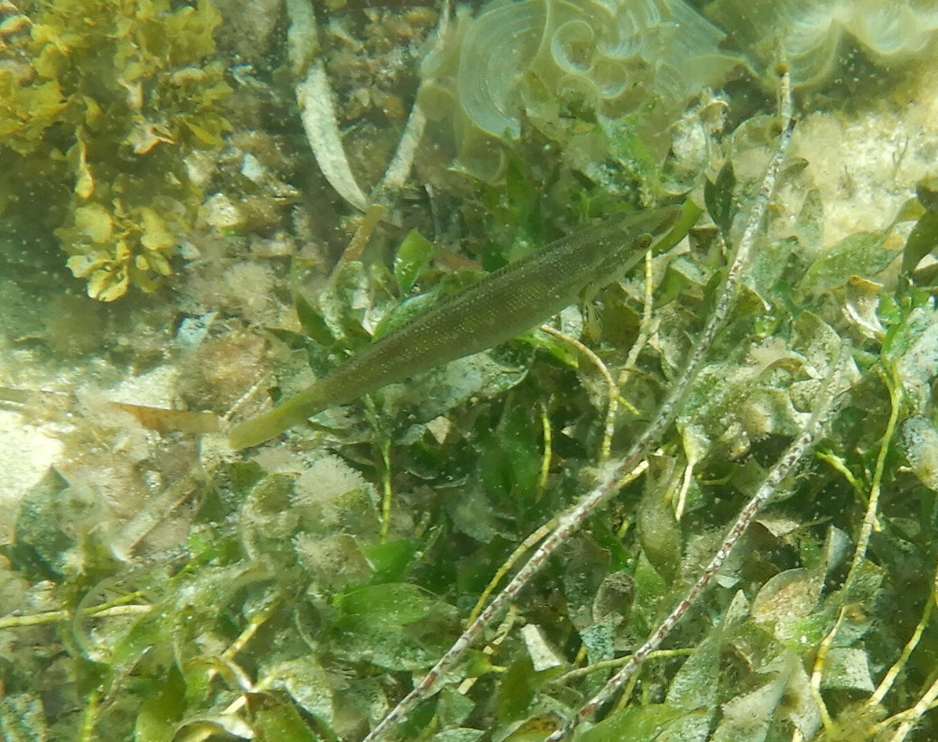 Haletta semifasciata (Valenciennes, 1840)