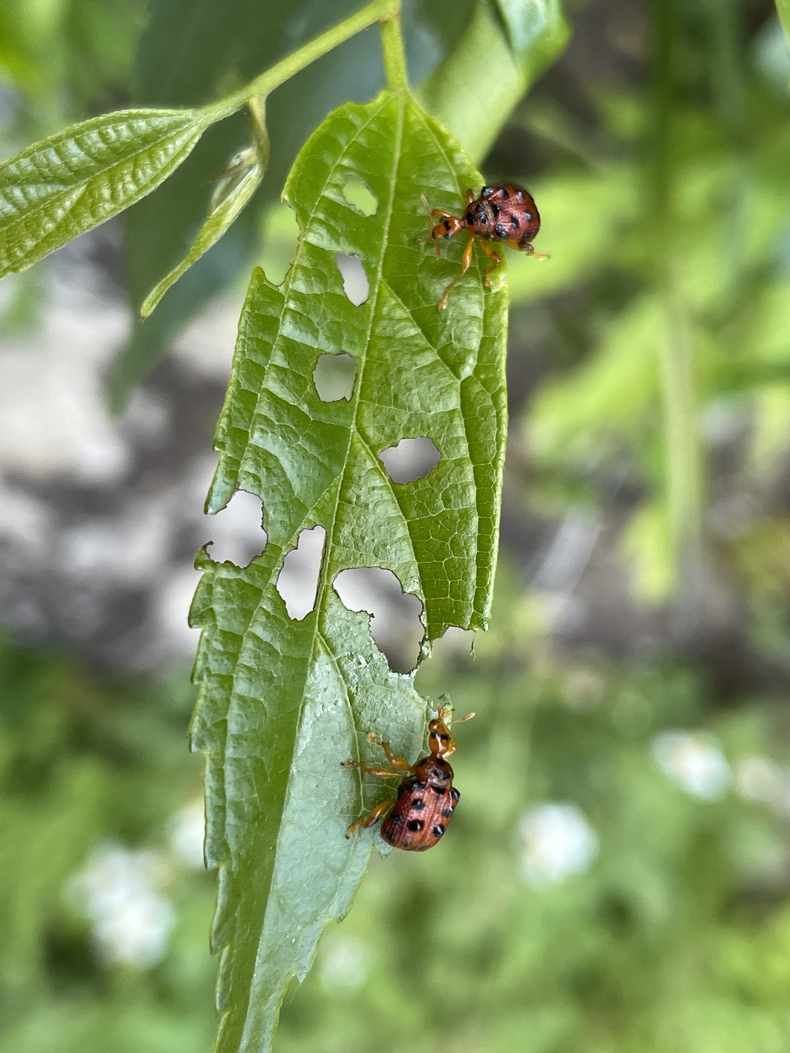 Agomadaranus pardaloides (Voss, 1924)