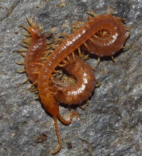 Compost Centipedes (Genus Geophilus) · iNaturalist