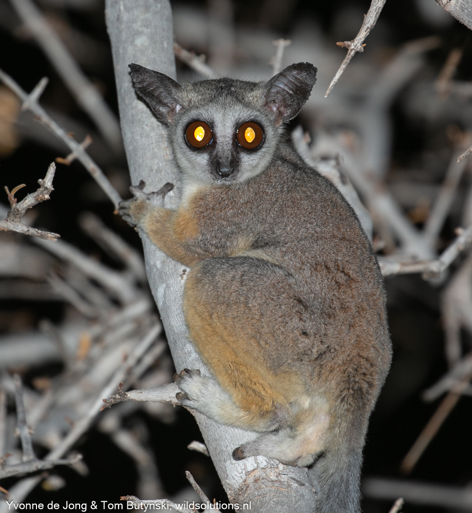 Galago gallarum Thomas, 1901