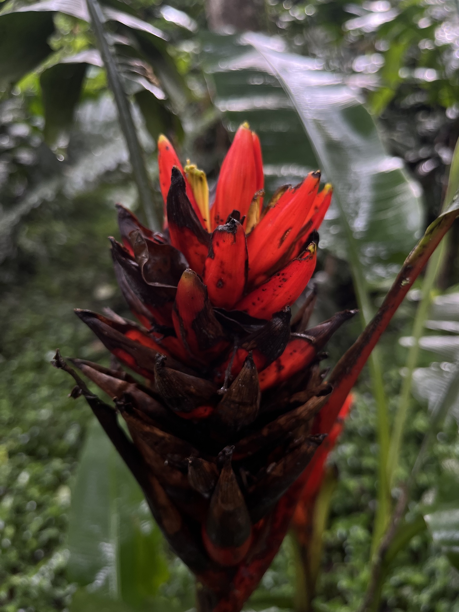 Musa coccinea Andrews