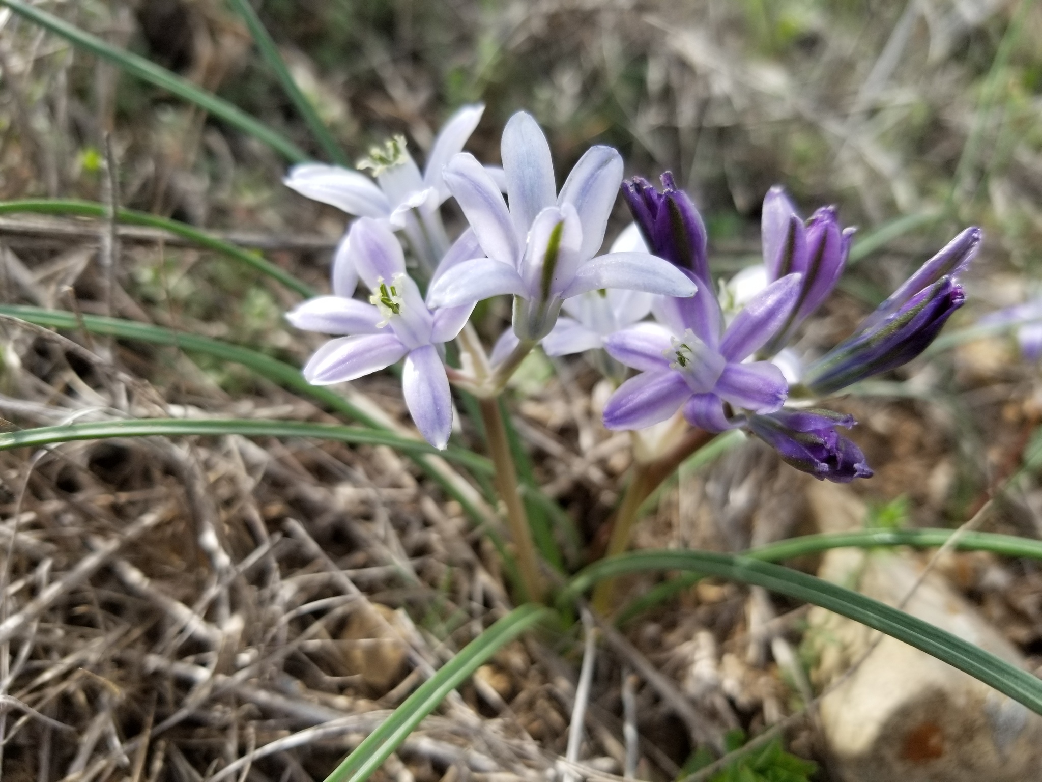 Androstephium coeruleum (Scheele) Greene