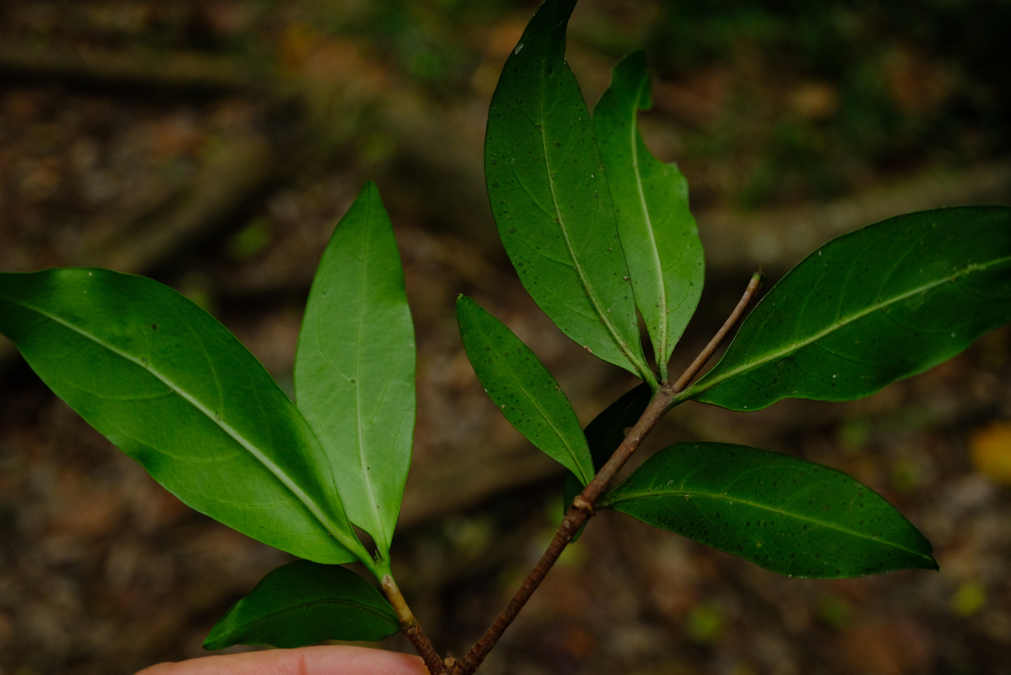 Rothmannia capensis Thunb.