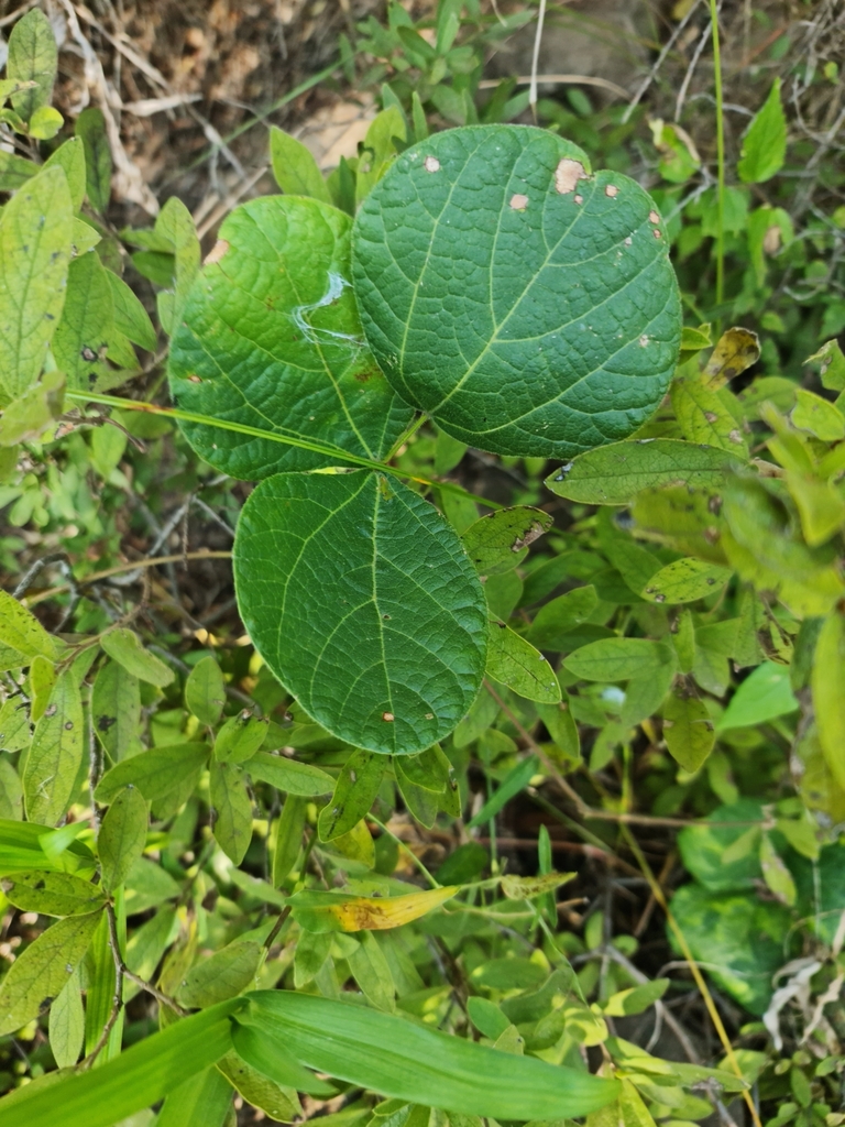 Faboideae from Merafong City Local Municipality, South Africa on March ...