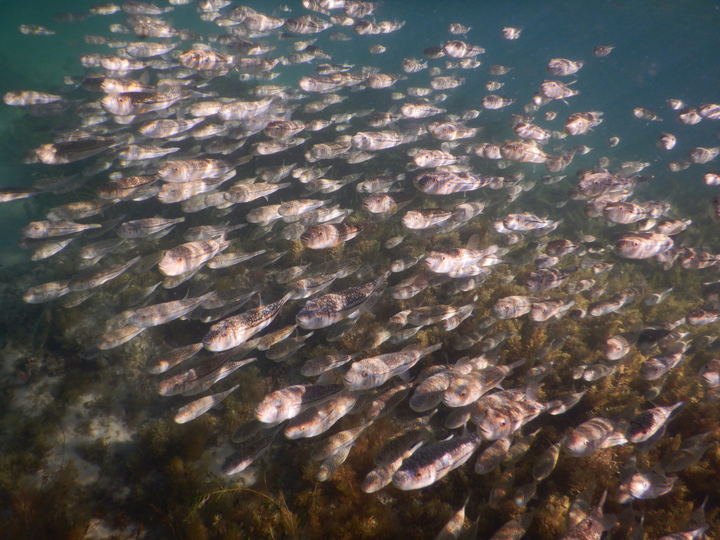 Weeping Toadfish from Cottesloe, AU-WA, AU on January 5, 2022 at 08:29 ...