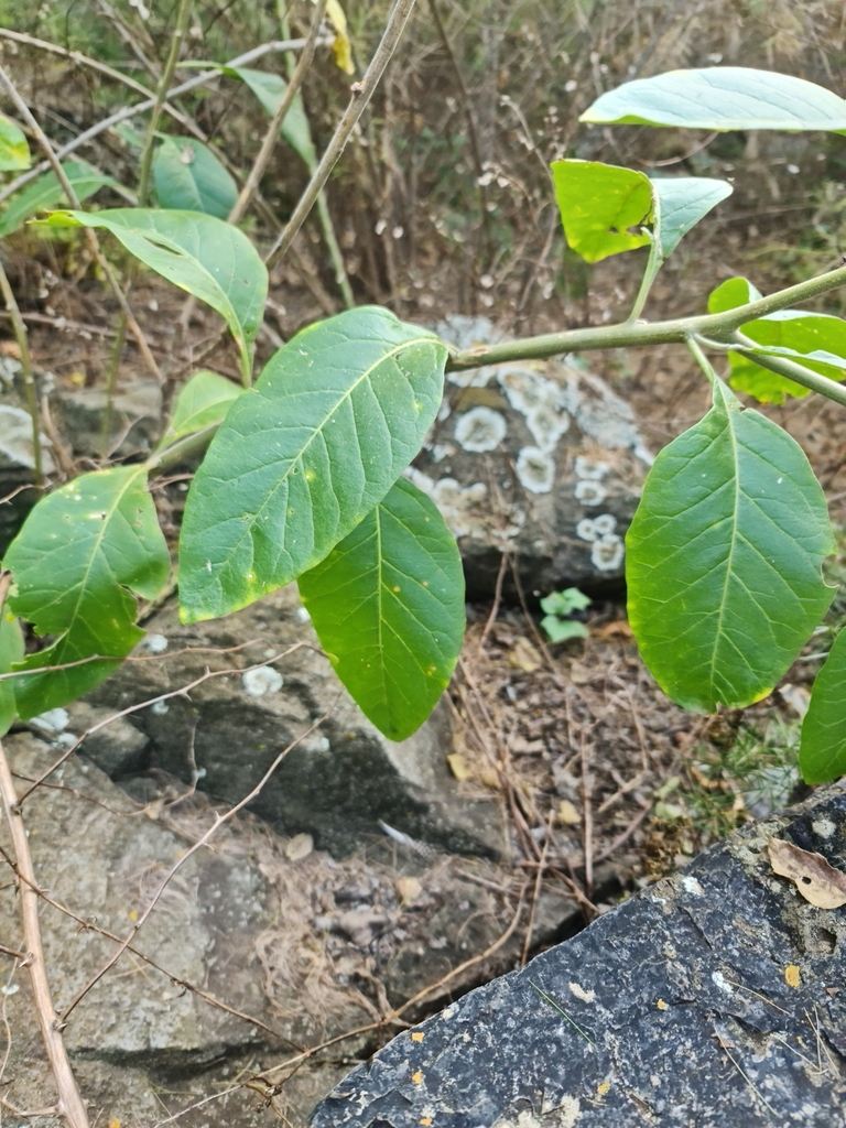Rennet from Merafong City Local Municipality, South Africa on March 12 ...