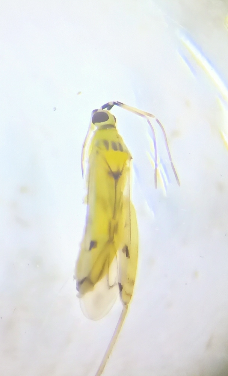 Nesidiocoris tenuis (Reuter, 1895)