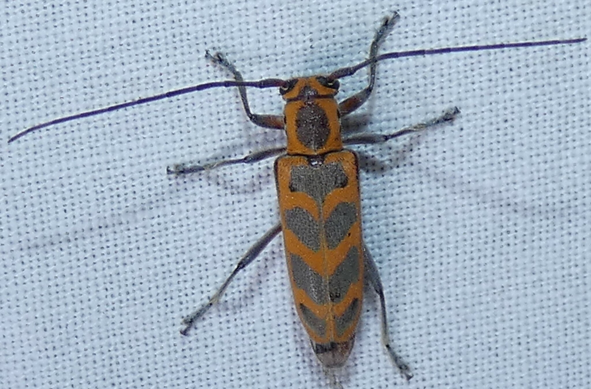 Saperda tridentata Olivier, 1795