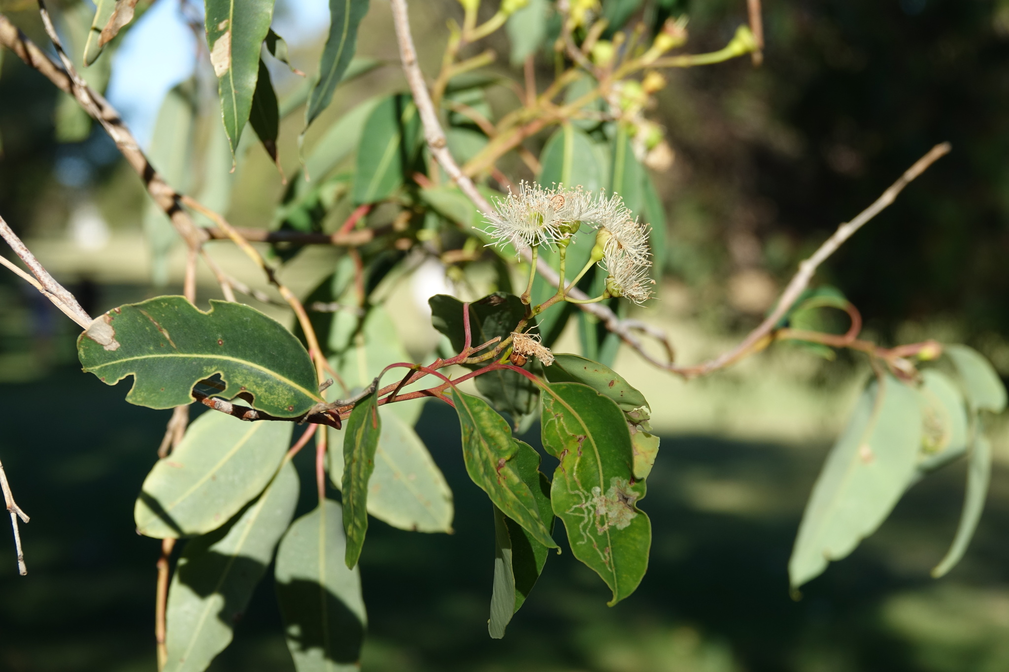 Corymbia calophylla (Lindl.) K.D.Hill & L.A.S.Johnson