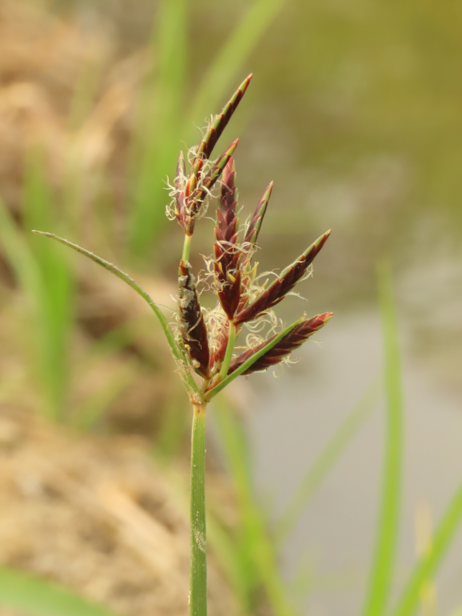 Cyperus rotundus L.