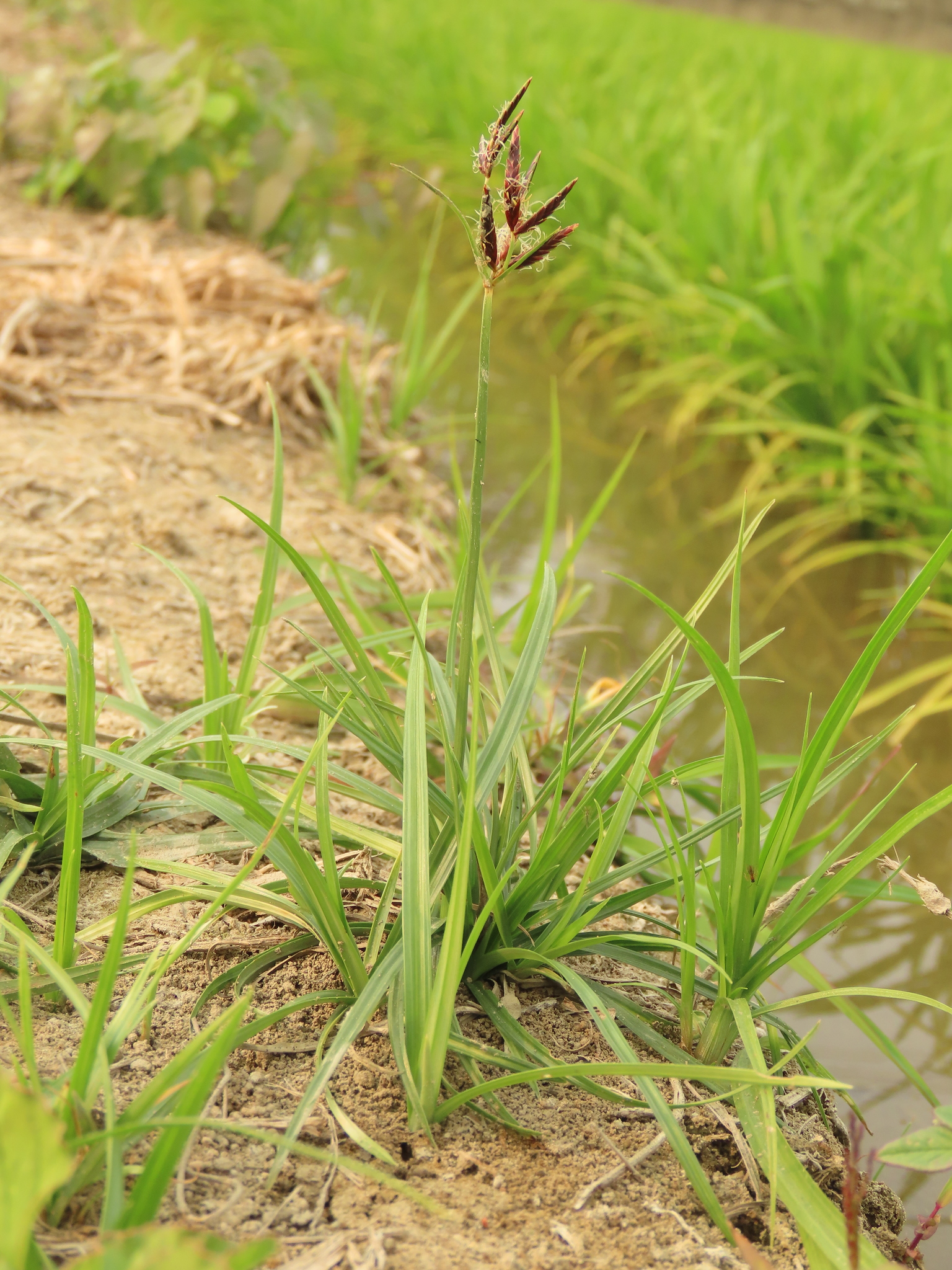 Cyperus rotundus L.