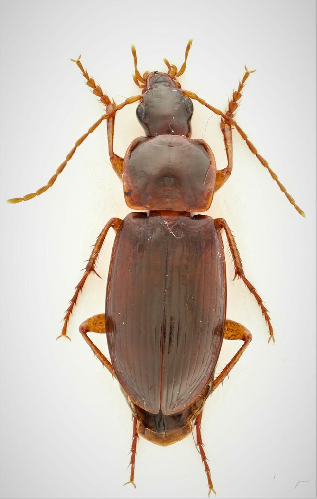 Calathus ingratus from Côte-Nord, QC, Canada on July 15, 2021 at 07:46 ...