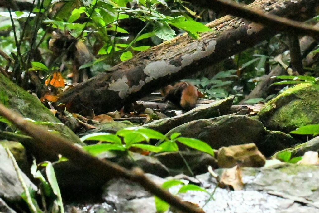 Stripe-backed Weasel from 53XJ+C4P Doi Phu Kha National Park, ปัว - บ่อ ...
