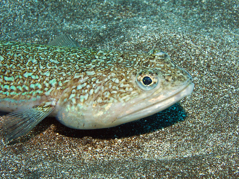 Atlantic Lizardfish (Synodus saurus) - Marine Life Identification