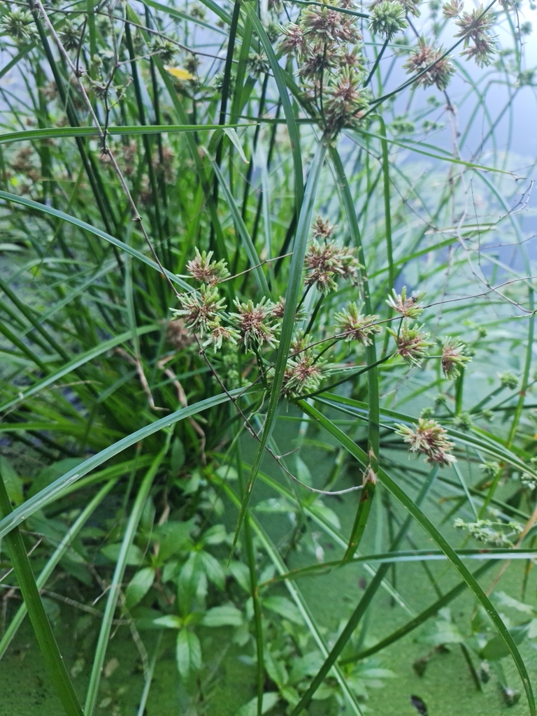 tall flatsedge from Merafong City Local Municipality, South Africa on ...