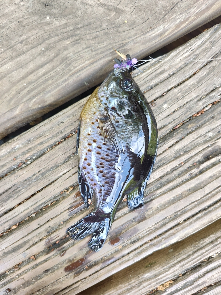 Common Sunfishes from Withlacoochee River Park on March 9, 2023 at 01: ...