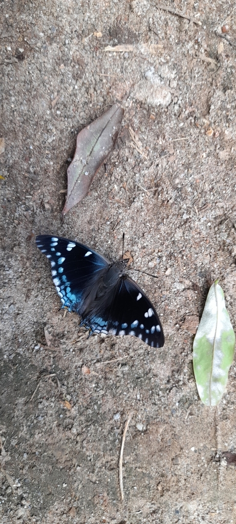 Blue Spangled Charaxes from Chibombo, ZM-CE, ZM on March 13, 2023 at 04 ...
