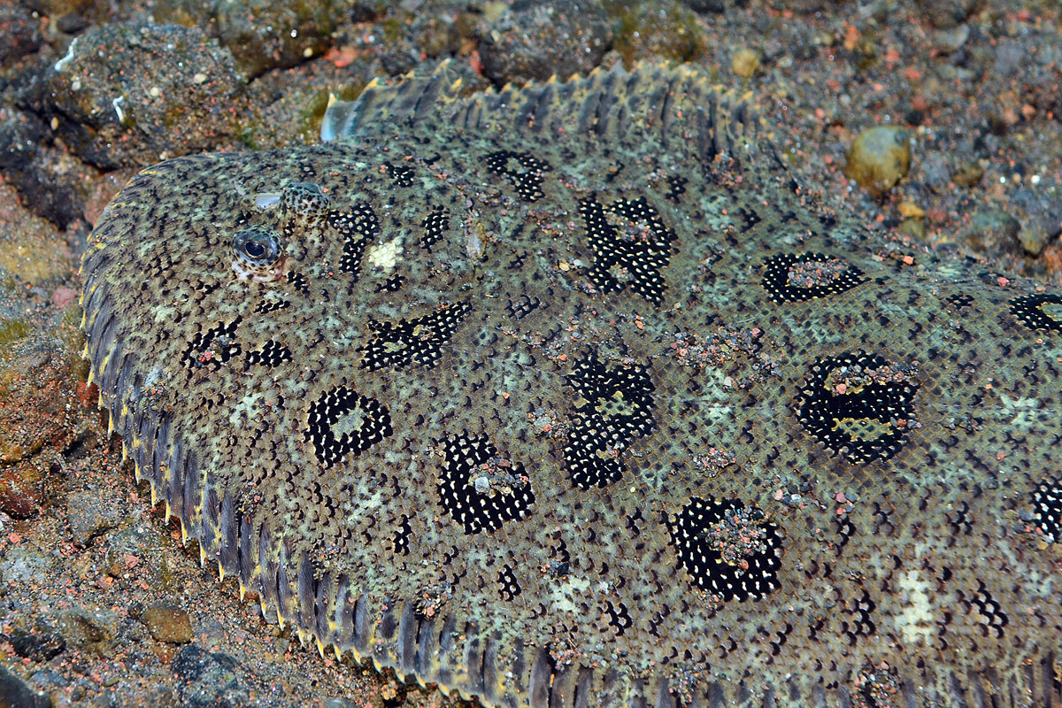 Heteromycteris Kaup, 1858