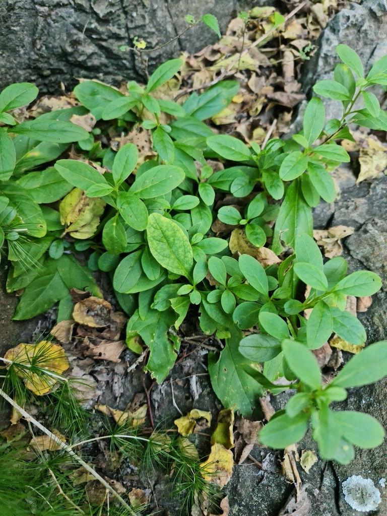 Jewels of Opar from Merafong City Local Municipality, South Africa on ...