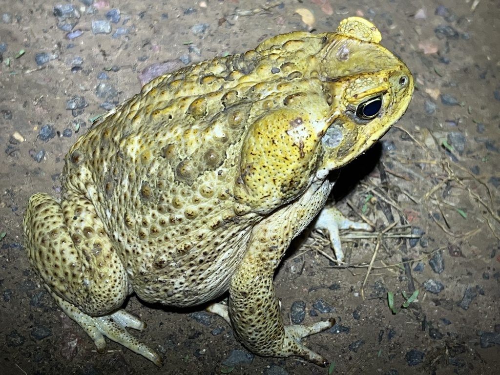 Cane Toad from Donnybrook Rd, Bungeworgorai, QLD, AU on March 13, 2023 ...