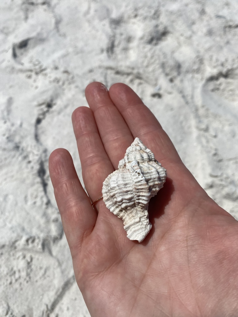 Apple Murex from North Atlantic Ocean, FL, US on March 10, 2023 at 12: ...