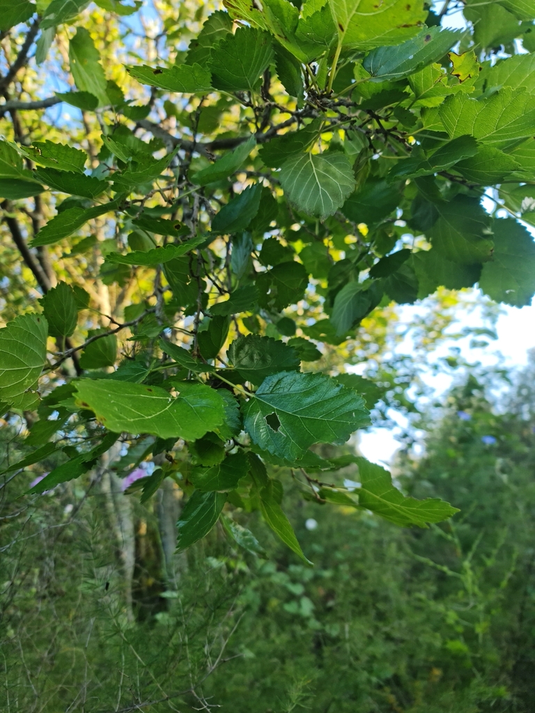 white mulberry from Merafong City Local Municipality, South Africa on ...