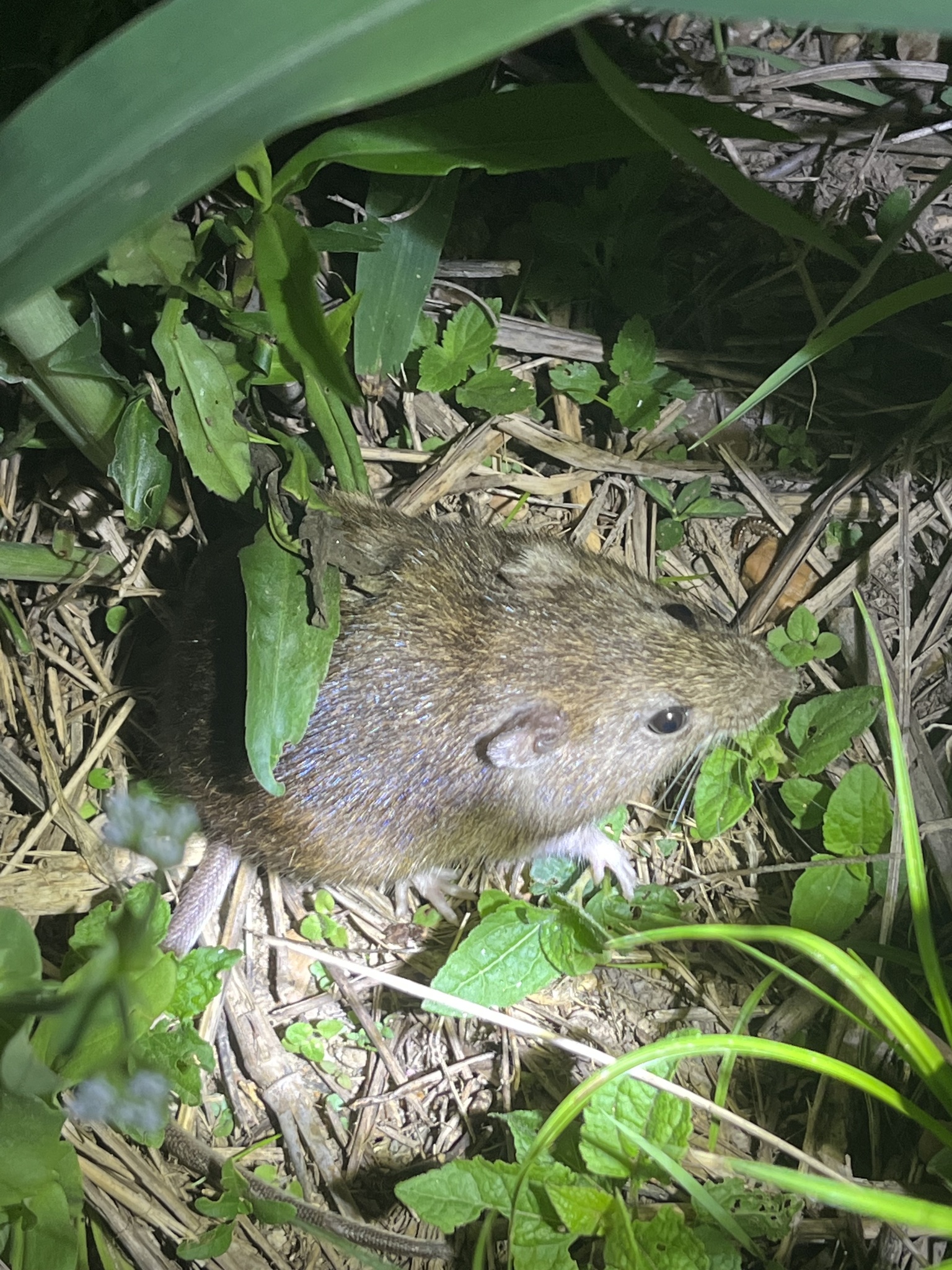 Oryzomys palustris (Harlan, 1837)