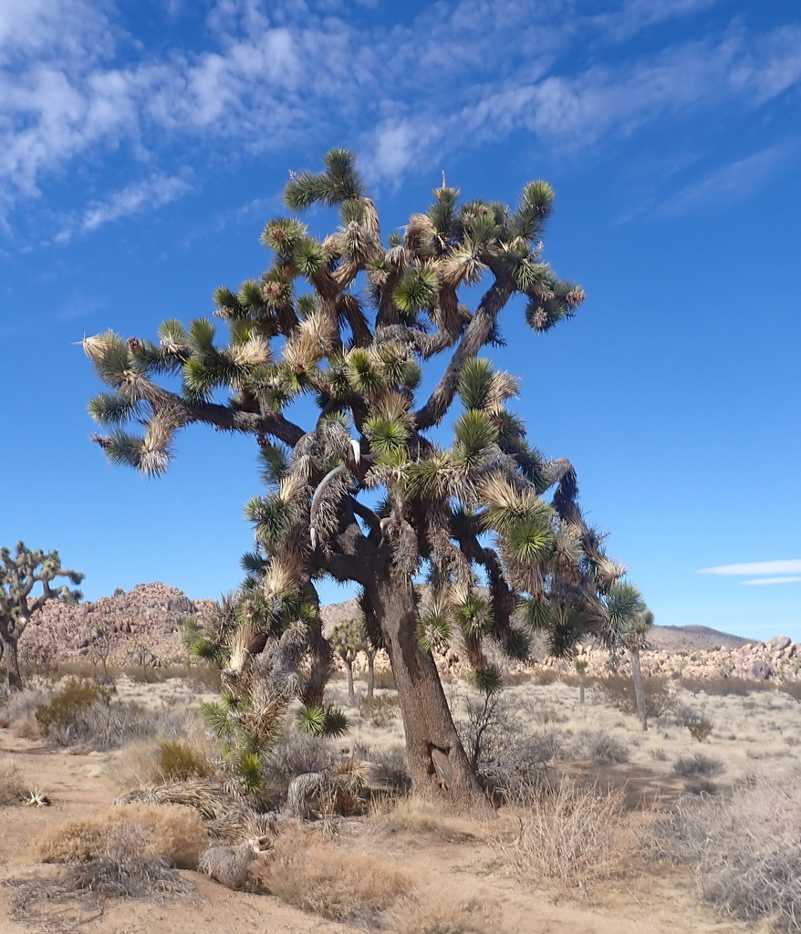 Western Joshua Tree from Joshua Tree National Park on March 6, 2023 at ...