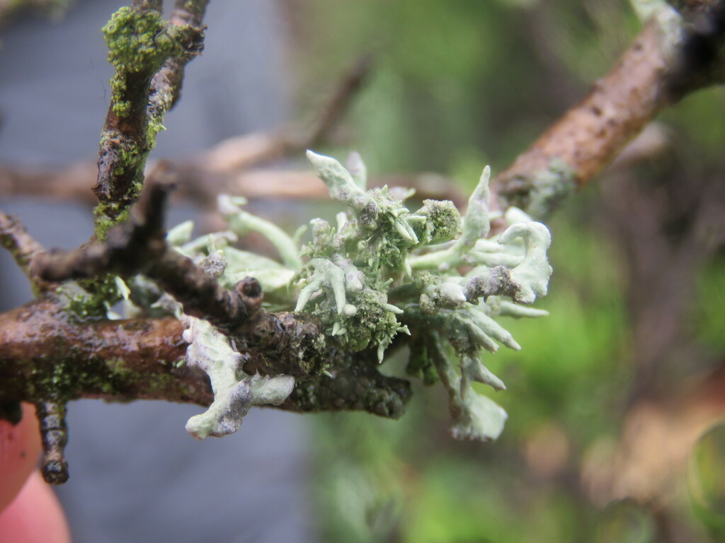 Powdery Sea-Fog Lichen from Del Mar Heights, San Diego, CA 92014, USA ...