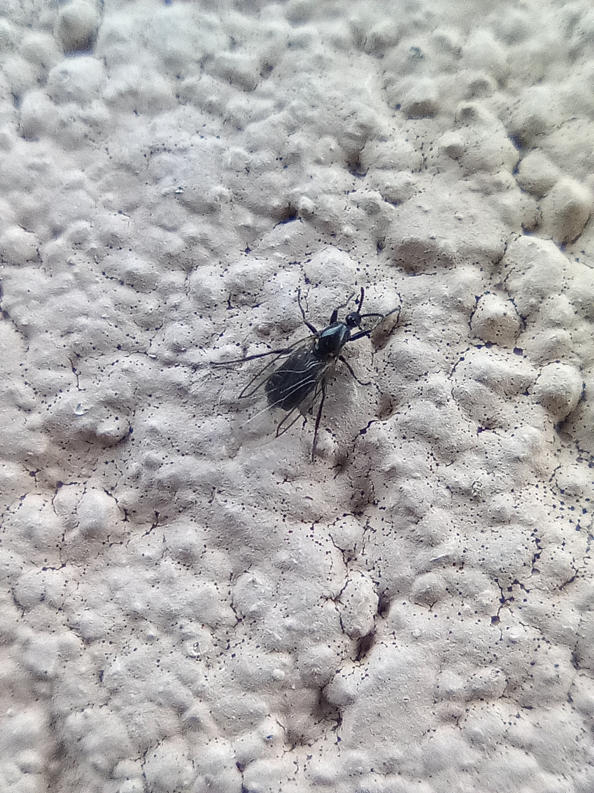 Scatopse notata (Linnaeus, 1758)