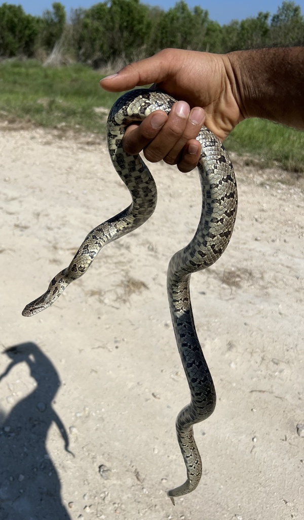 Prairie Kingsnake from Brazoria National Wildlife Refuge, Brazoria, TX ...