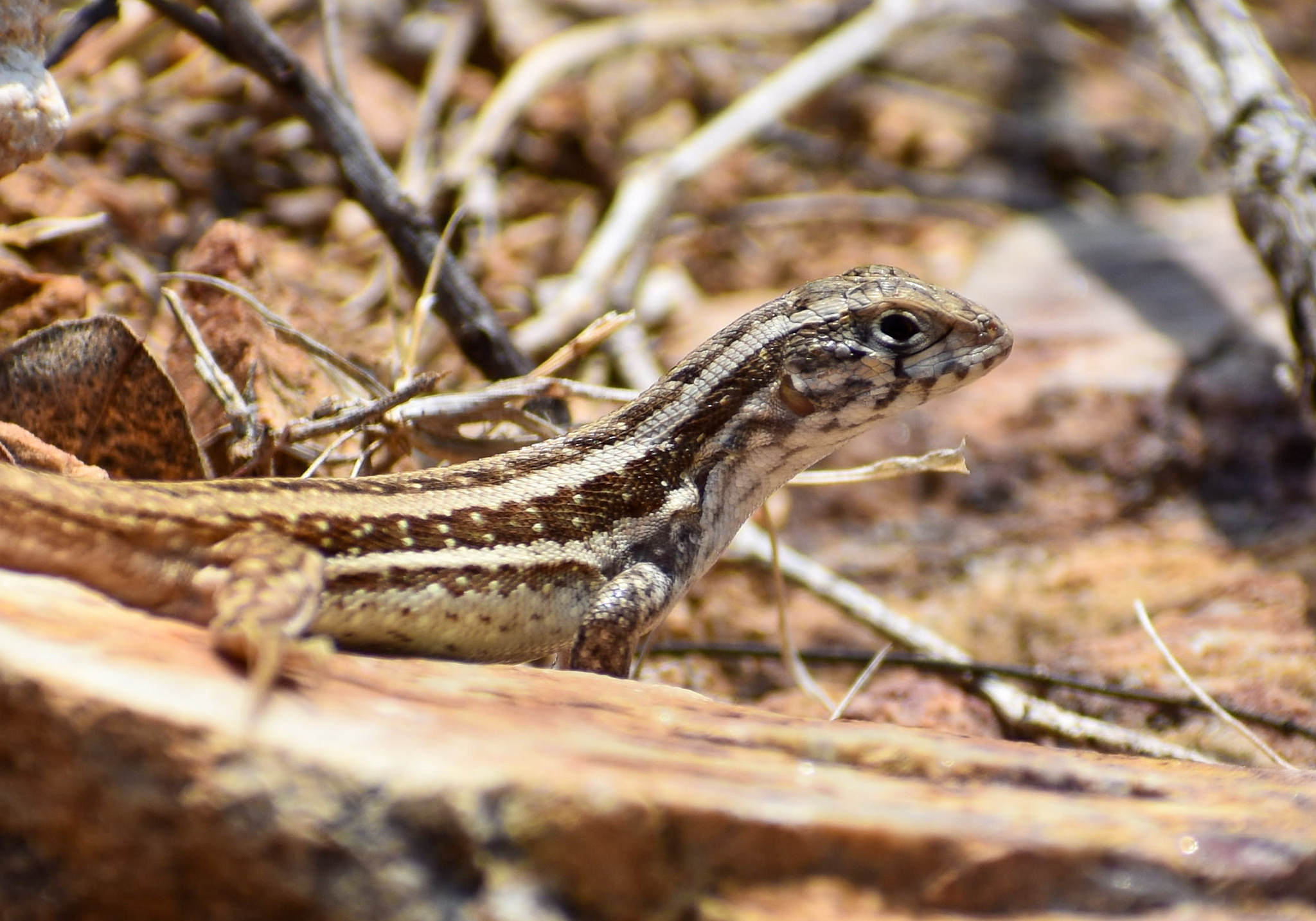 Leiocephalus raviceps Cope, 1863