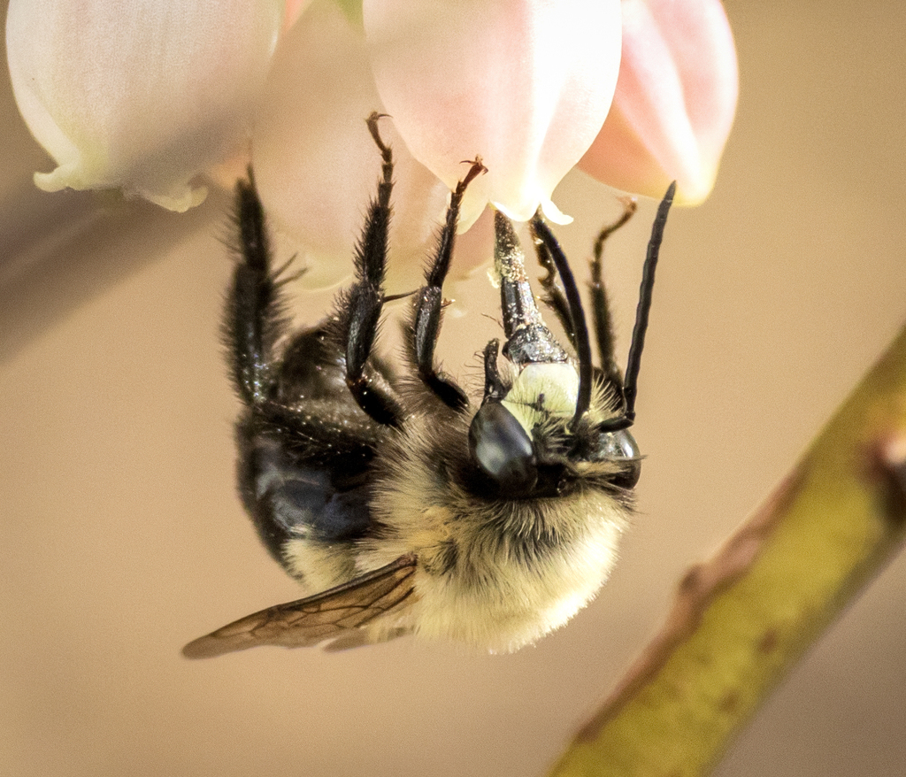 Blueberry Digger Bee from Pinecrest Road 3 on March 09, 2023 at 04:43 ...