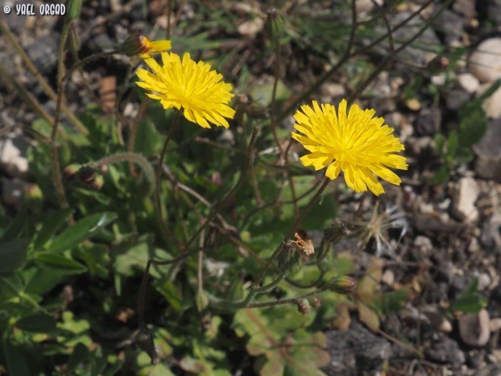 Crepis sancta (L.) Bornm.