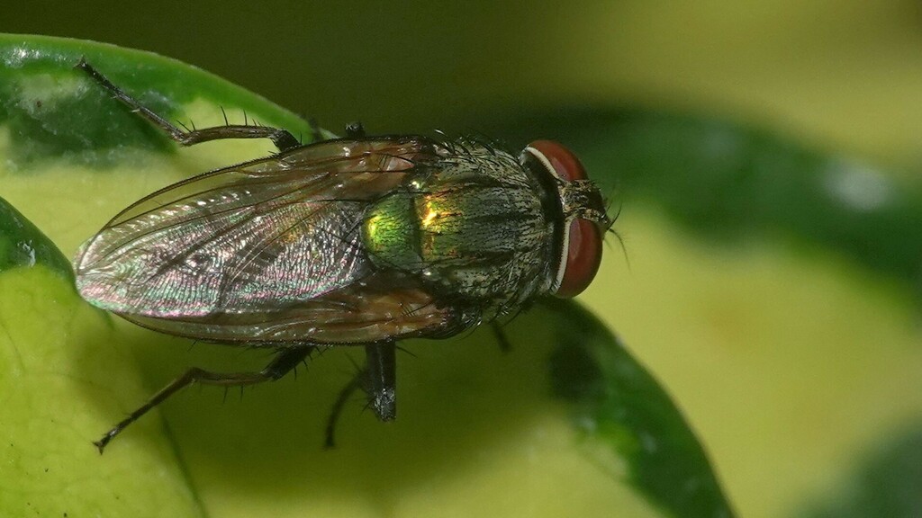 Nose Flies from Dharavi, Mumbai, Maharashtra, India on March 9, 2023 at ...