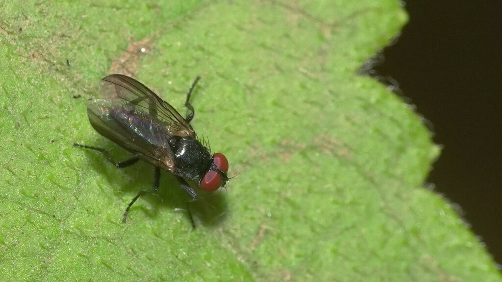 Woodlouse Flies from Kandivali, Kandivali West, Mumbai, Maharashtra ...