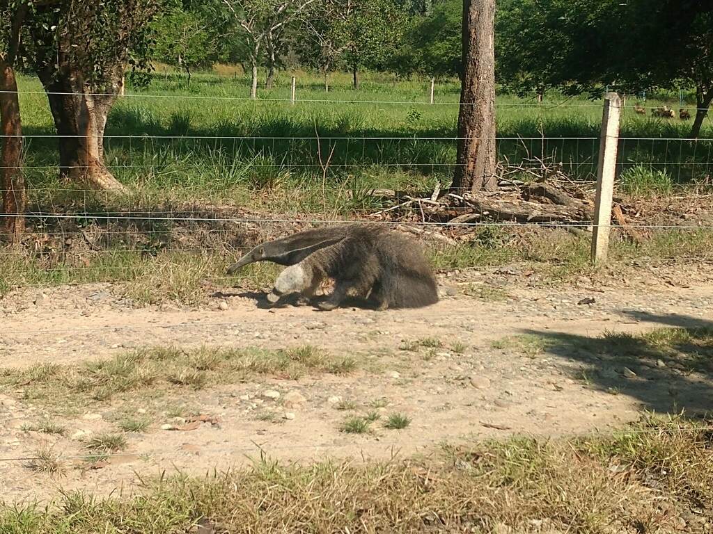 Giant Anteater in November 2021 by Nolbert Cadena · iNaturalist